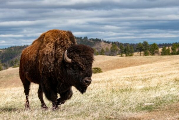 15 Most Dangerous Animals In North America - Housely