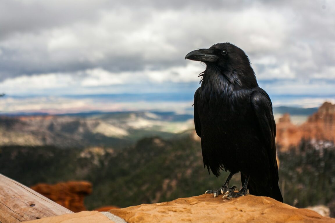 20 Most Intelligent Animals In the World - Housely