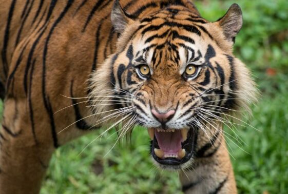 15 Most Powerful Animals In The World - Housely