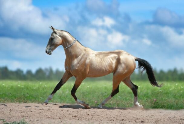 15 Extraordinarily Rare Horse Breeds - Housely