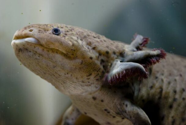15 Animals That Can Only Be Found in a Single Location - Housely