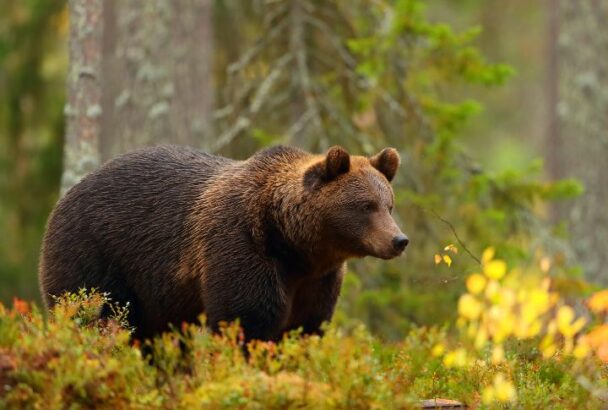 15 American States Where Bears Remain Wild and Free - Housely