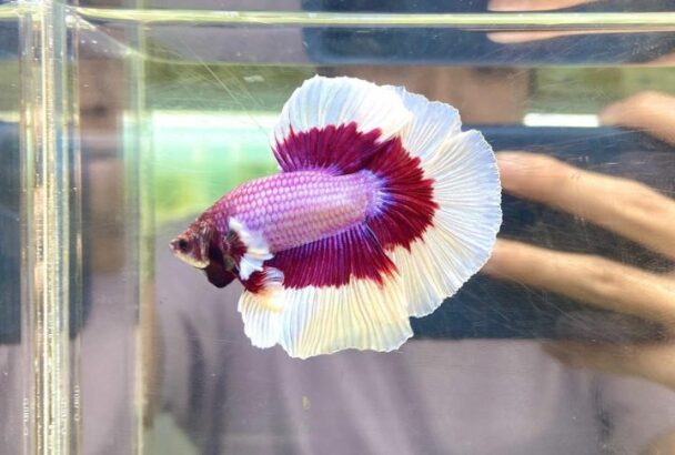 15 Best Aquarium Fish to Keep as Pets - Housely
