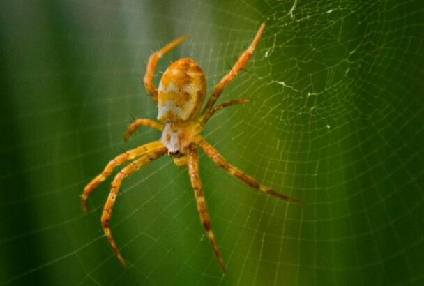 15 Things You Need to Know About Spiders - Housely