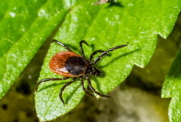15 Things About Ticks Everyone Should Know - Housely
