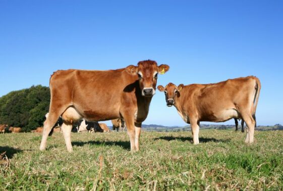 15 Most Popular Cattle Breeds Across America - Housely