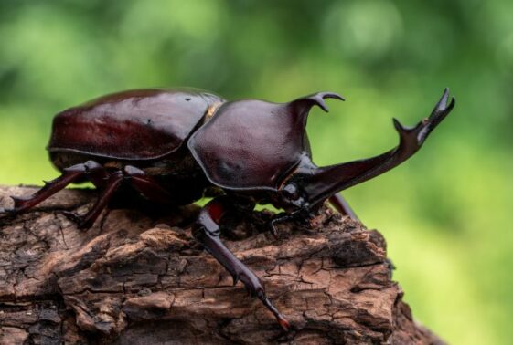 15 Most Powerful Animals In The World - Housely