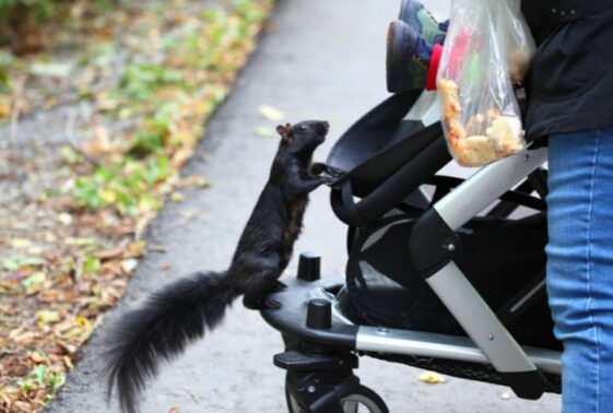 15 Incredible Facts About the Rare Black Squirrel - Housely