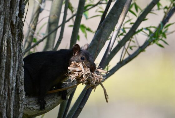 15 Incredible Facts About the Rare Black Squirrel - Housely