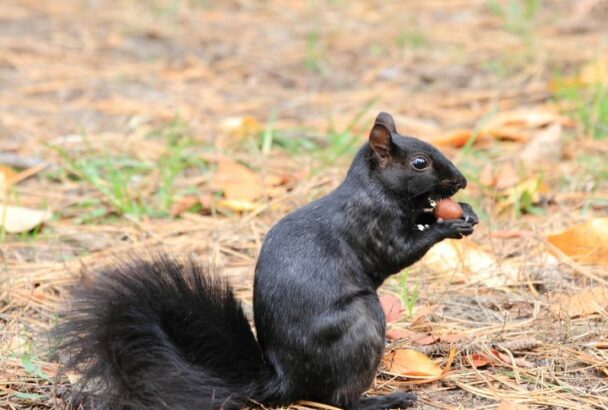 15 Incredible Facts About the Rare Black Squirrel - Housely