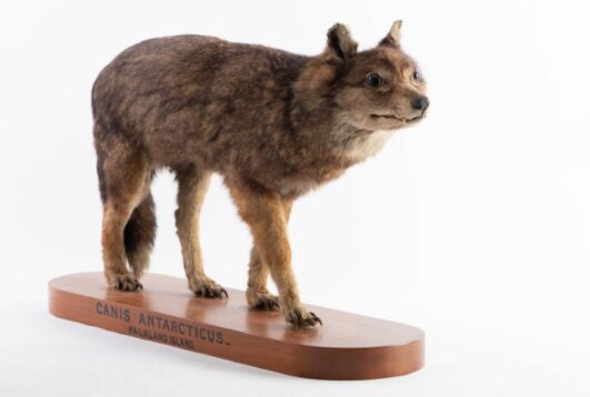 15 Once-Common Species That Are Now Extinct - Housely