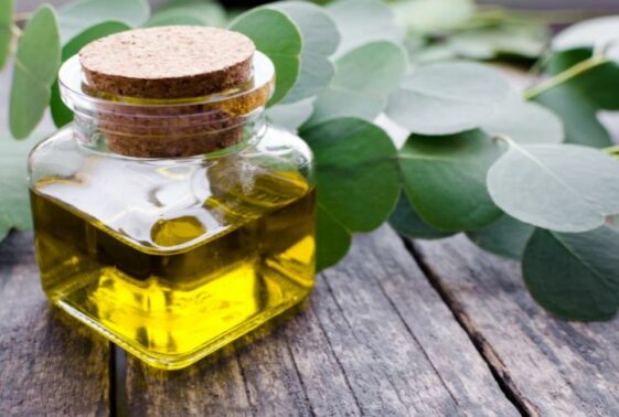 13 Scents That Instantly Repel Bears - Housely