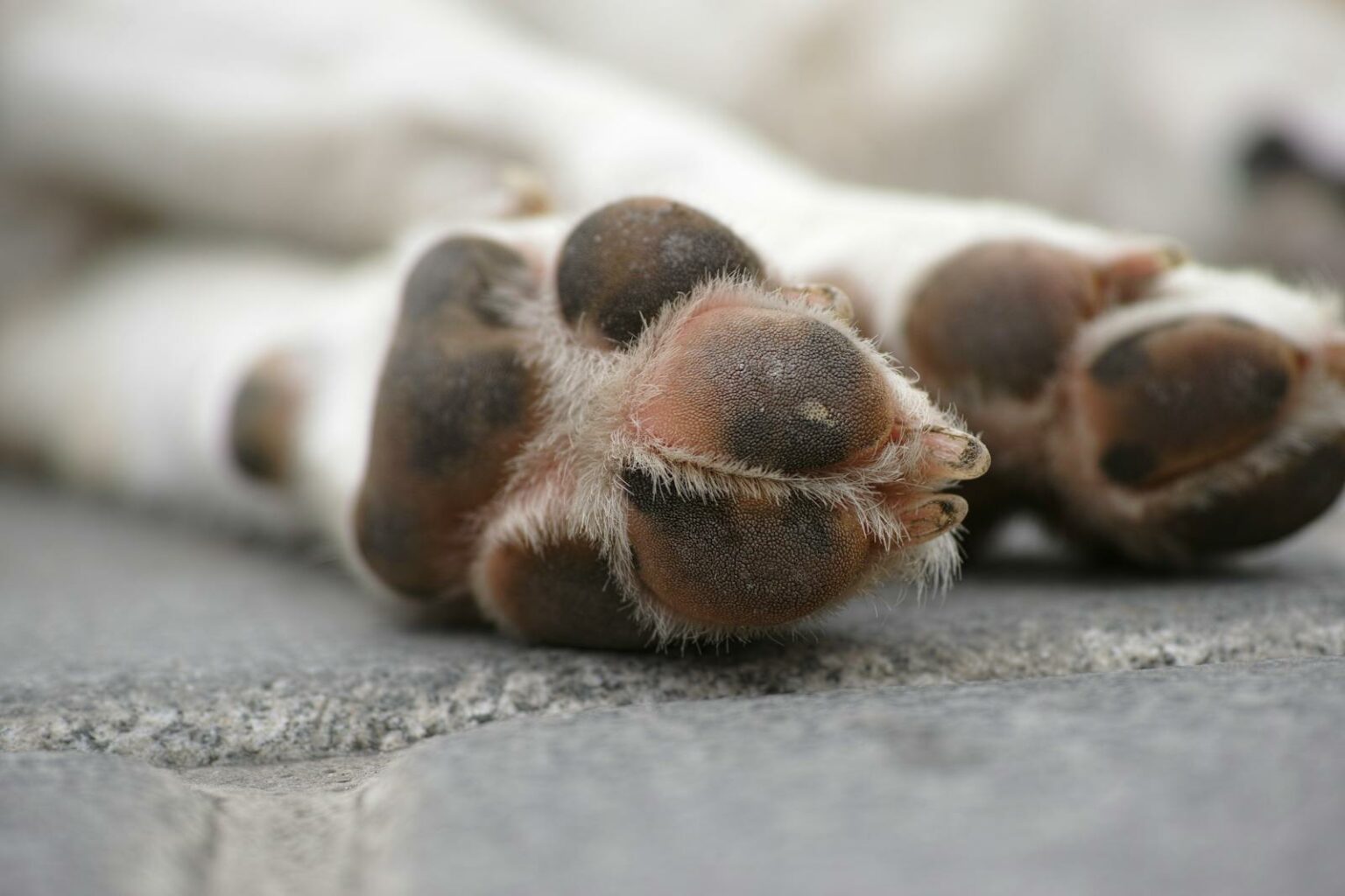 10 Things Only Dog Owners Understand - Housely