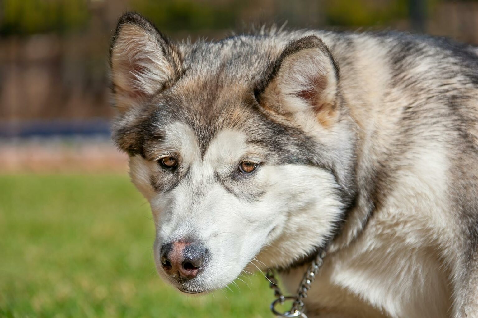 20 Worst Dog Breeds For Families - Housely