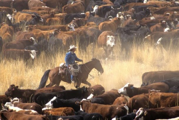 15 American States Still Keeping the Cowboy Culture Alive - Housely