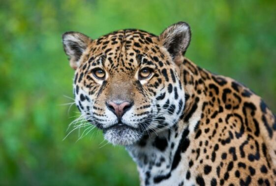 15 Most Powerful Animals In The World - Housely