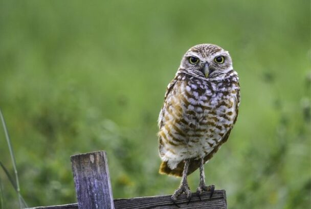 15 Lesser-Known Creatures Roaming the United States - Housely