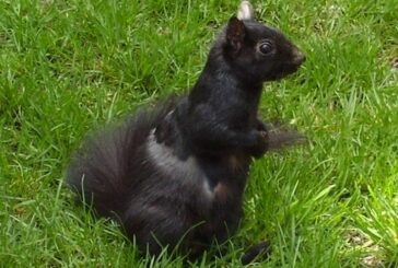 15 Incredible Facts About the Rare Black Squirrel - Housely