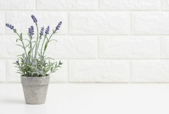 15 Aromatic Indoor Plants to Bring the Garden Indoors - Housely