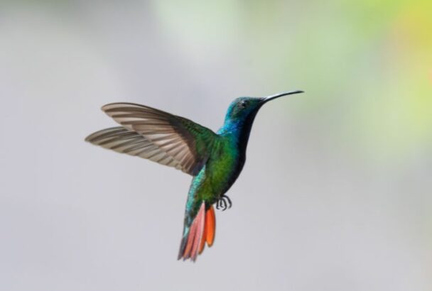 15 Fascinating Facts About Hummingbirds You Didn't Know - Housely