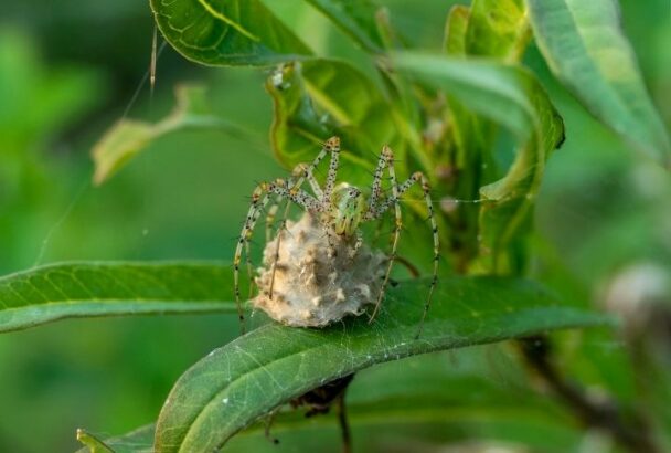 15 Things You Need to Know About Spiders - Housely