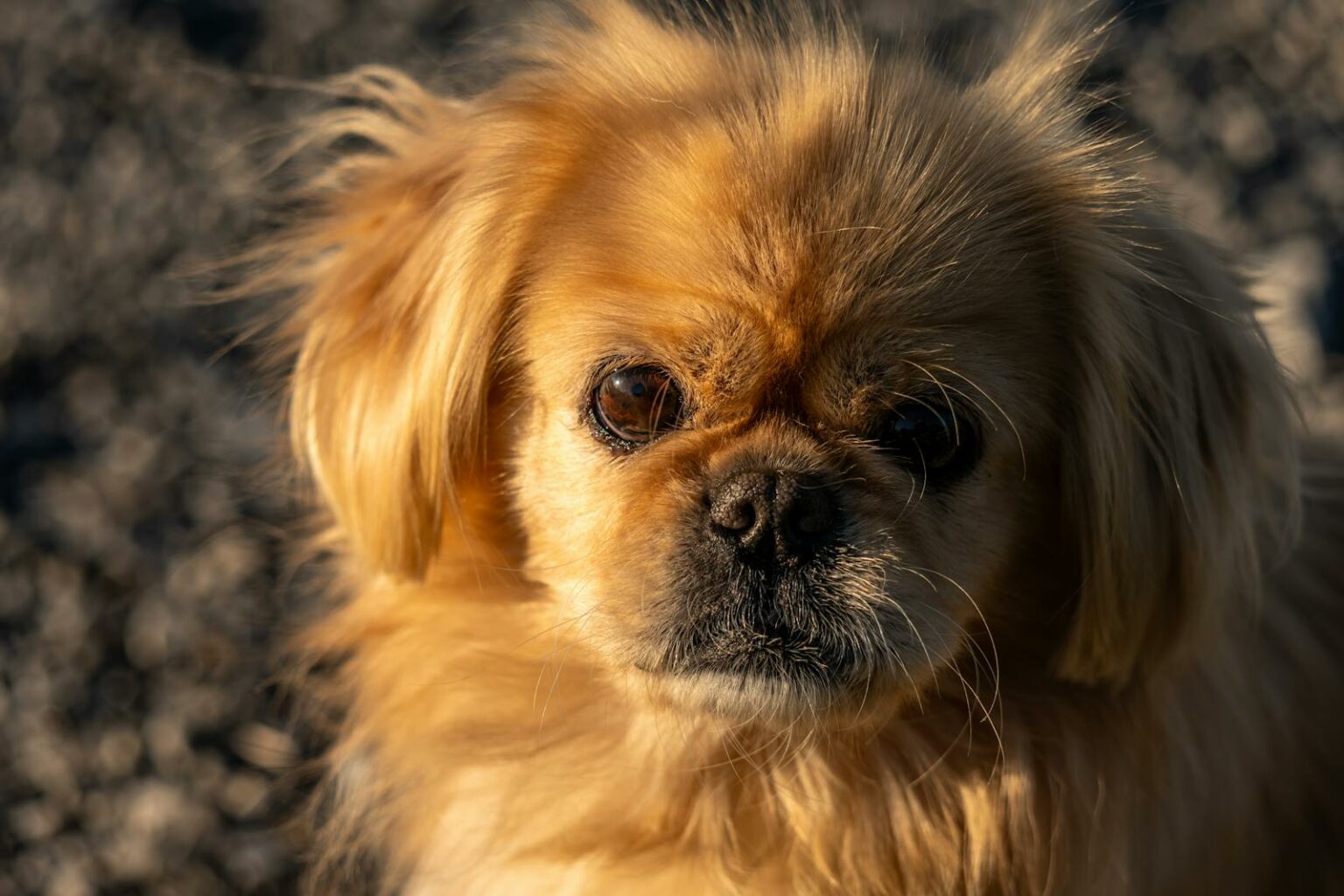 20 Worst Dog Breeds For Families - Housely