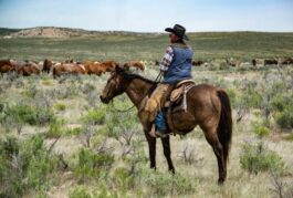 15 American States Still Keeping the Cowboy Culture Alive - Housely