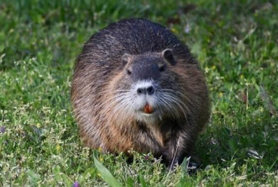 15 Lesser-Known Creatures Roaming the United States - Housely