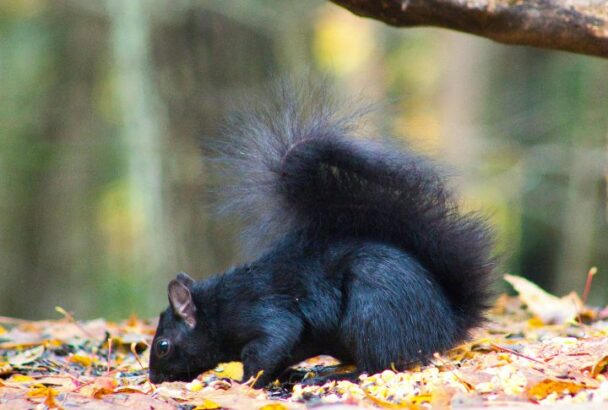 15 Incredible Facts About the Rare Black Squirrel - Housely