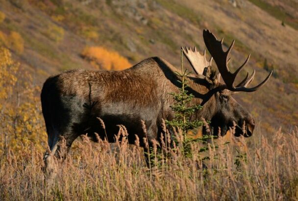 The 15 Most Massive Animals in the United States - Housely