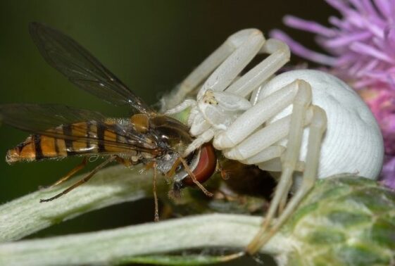 15 Things You Need to Know About Spiders - Housely