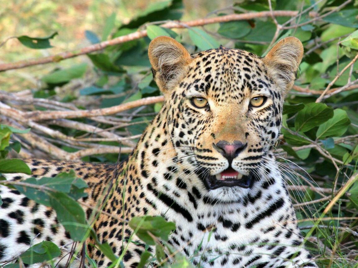 15 Interesting Facts About Leopards - Housely