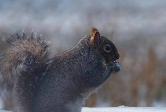 15 Incredible Facts About the Rare Black Squirrel - Housely