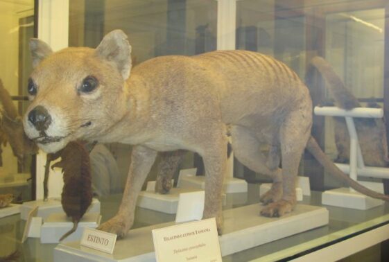15 Once-Common Species That Are Now Extinct - Housely