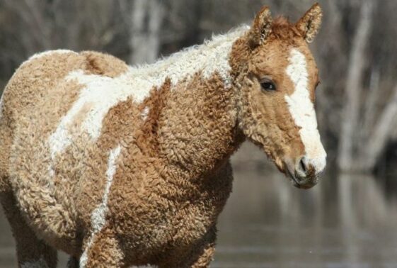 15 Extraordinarily Rare Horse Breeds - Housely
