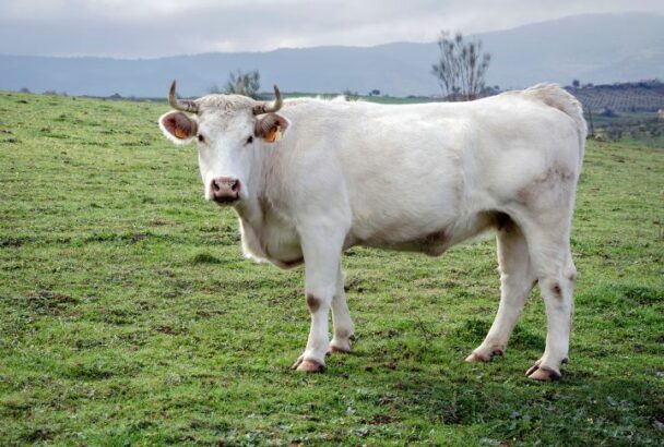 15 Most Popular Cattle Breeds Across America - Housely