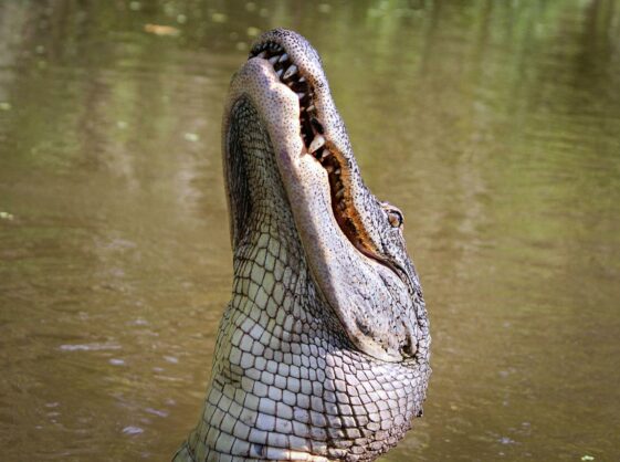 15 Interesting Facts You Didn't Know About Crocodiles - Housely