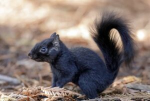 15 Incredible Facts About the Rare Black Squirrel - Housely