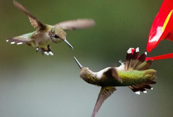15 Fascinating Facts About Hummingbirds You Didn't Know - Housely