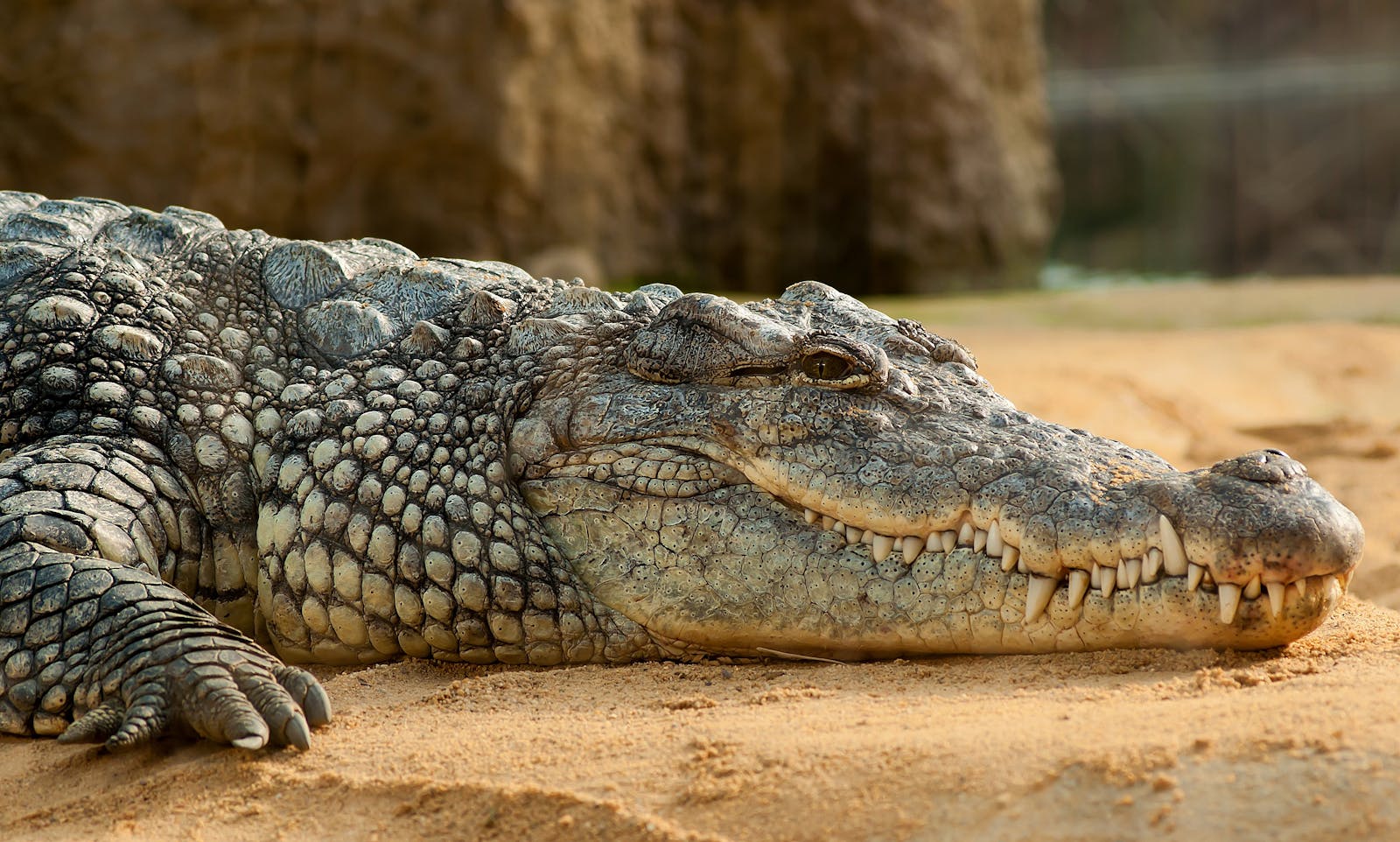 15 Interesting Facts You Didn't Know About Crocodiles - Housely
