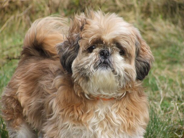 20 Worst Dog Breeds For Families - Housely