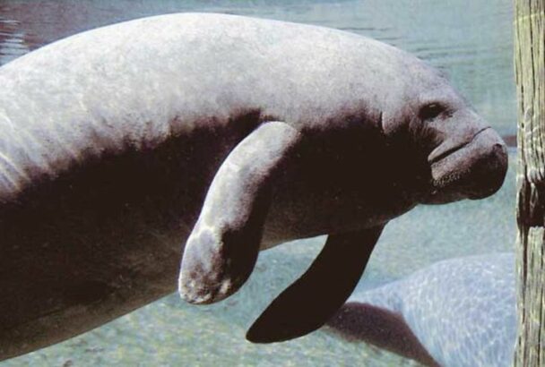 15 Once-Common Species That Are Now Extinct - Housely