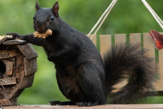 15 Incredible Facts About the Rare Black Squirrel - Housely