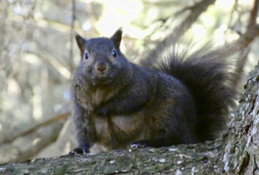 15 Incredible Facts About the Rare Black Squirrel - Housely
