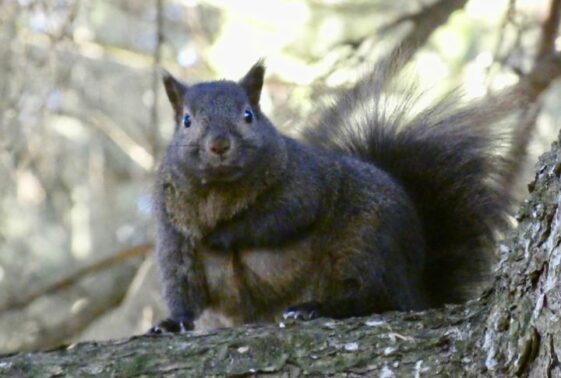 15 Incredible Facts About the Rare Black Squirrel - Housely
