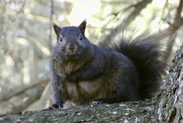 15 Incredible Facts About the Rare Black Squirrel - Housely