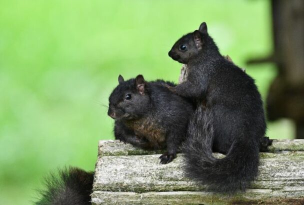 15 Incredible Facts About the Rare Black Squirrel - Housely