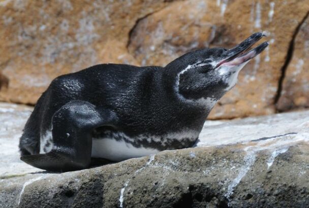 15 Animals That Can Only Be Found in a Single Location - Housely