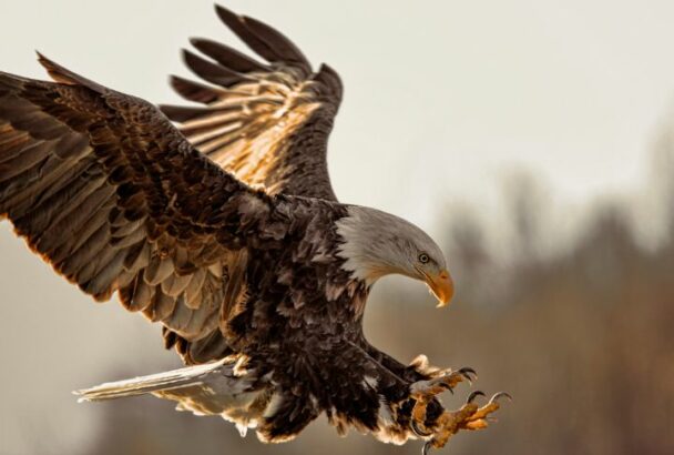 15 Most Powerful Animals In The World - Housely