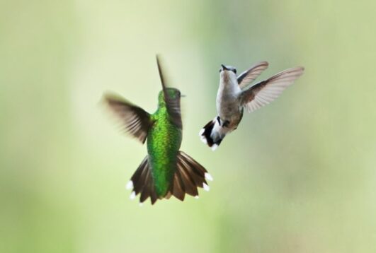 15 Fascinating Facts About Hummingbirds You Didn't Know - Housely